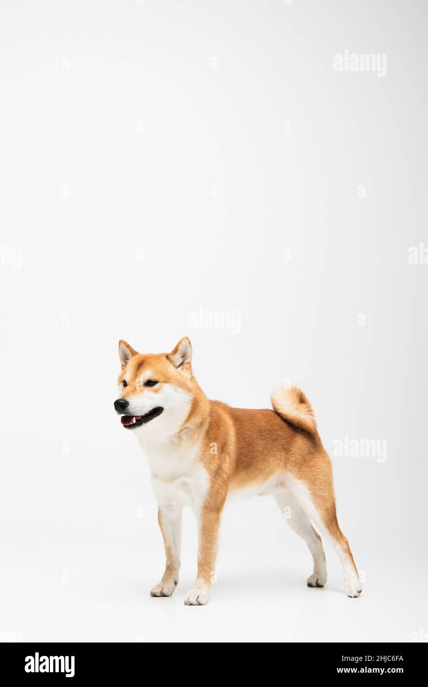 Shiba inu dog standing on white background with copy space Stock Photo ...