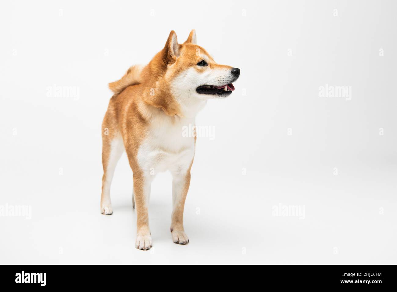Shiba inu dog standing on white background Stock Photo - Alamy