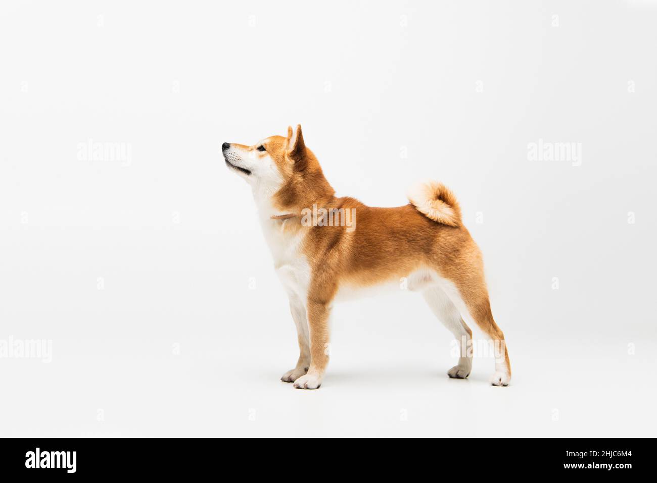 Side view of shiba inu dog looking away on white background Stock Photo ...