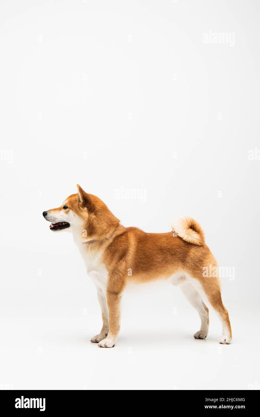 Side view of shiba inu dog standing on white background Stock Photo - Alamy