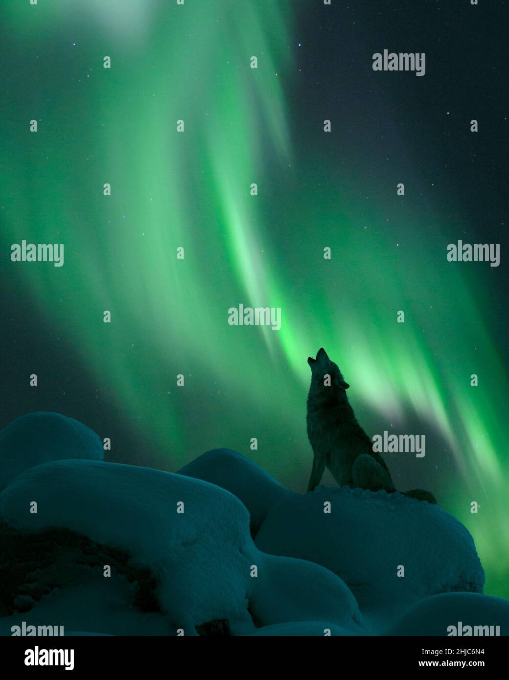Wolf sitting on snow covered boulder and howling. Aurora Borealis over ...