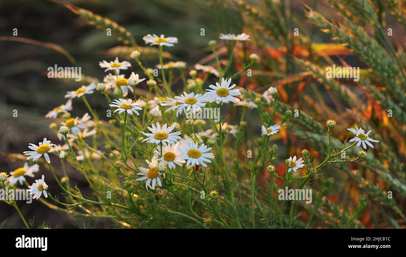 Blooming Wild Flower Matricaria Chamomilla, Matricaria Recutita ...