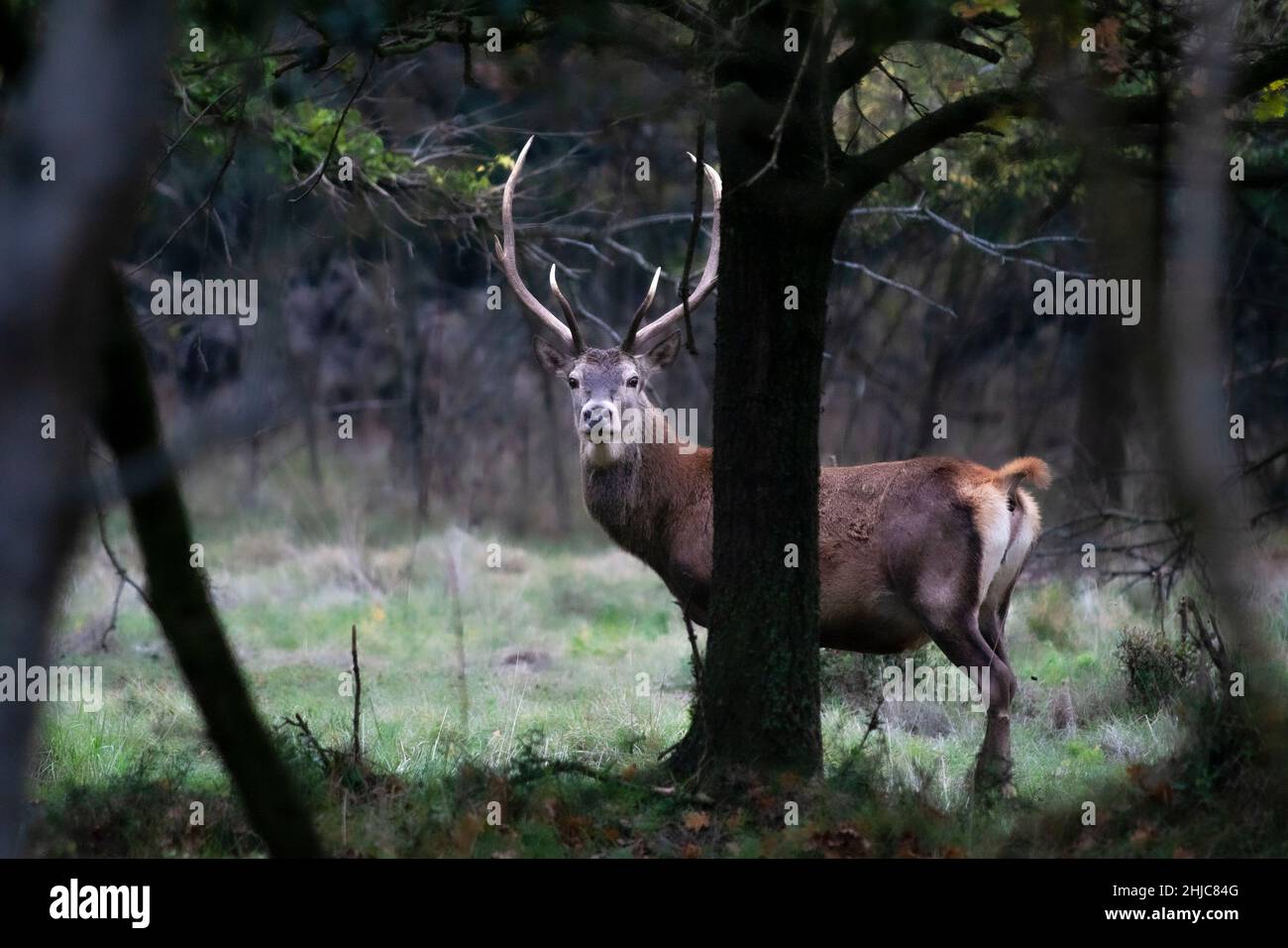 Protected animals hi-res stock photography and images - Alamy