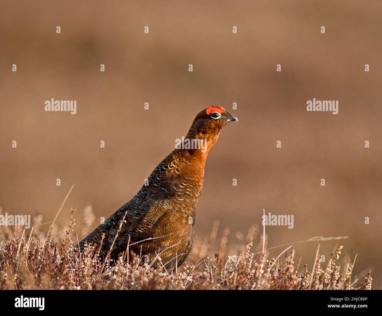 Land is owned by highlands and islands enterprises hi-res stock ...