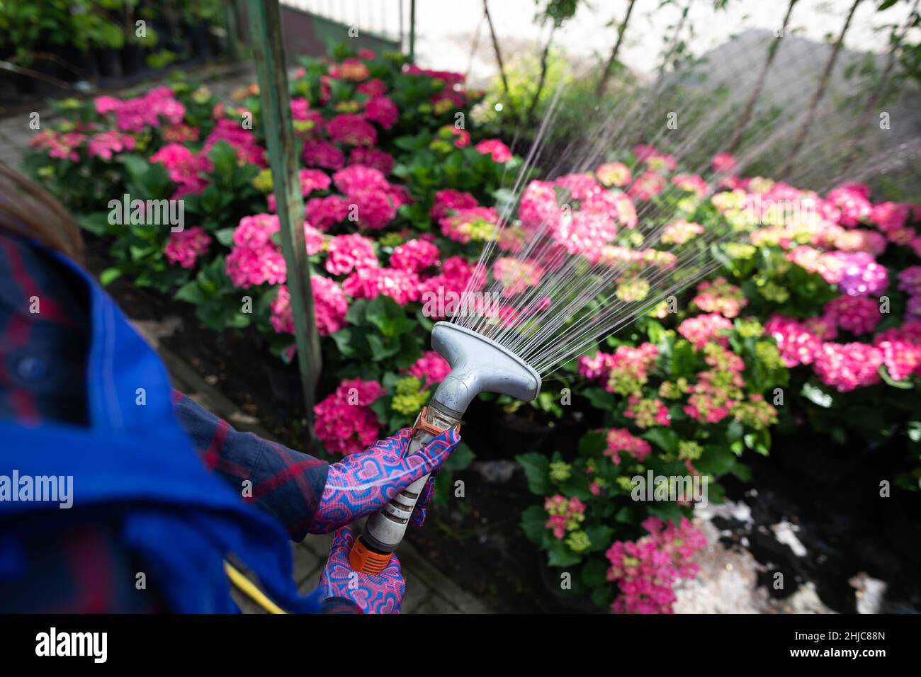 Watering pink flowers in the garden with a stream of water Stock Photo ...