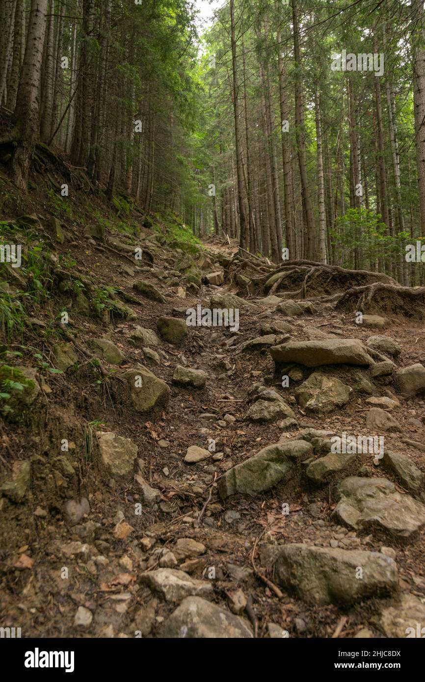 Vertical shot of a rocky pathway in a lush forest full of trees Stock ...
