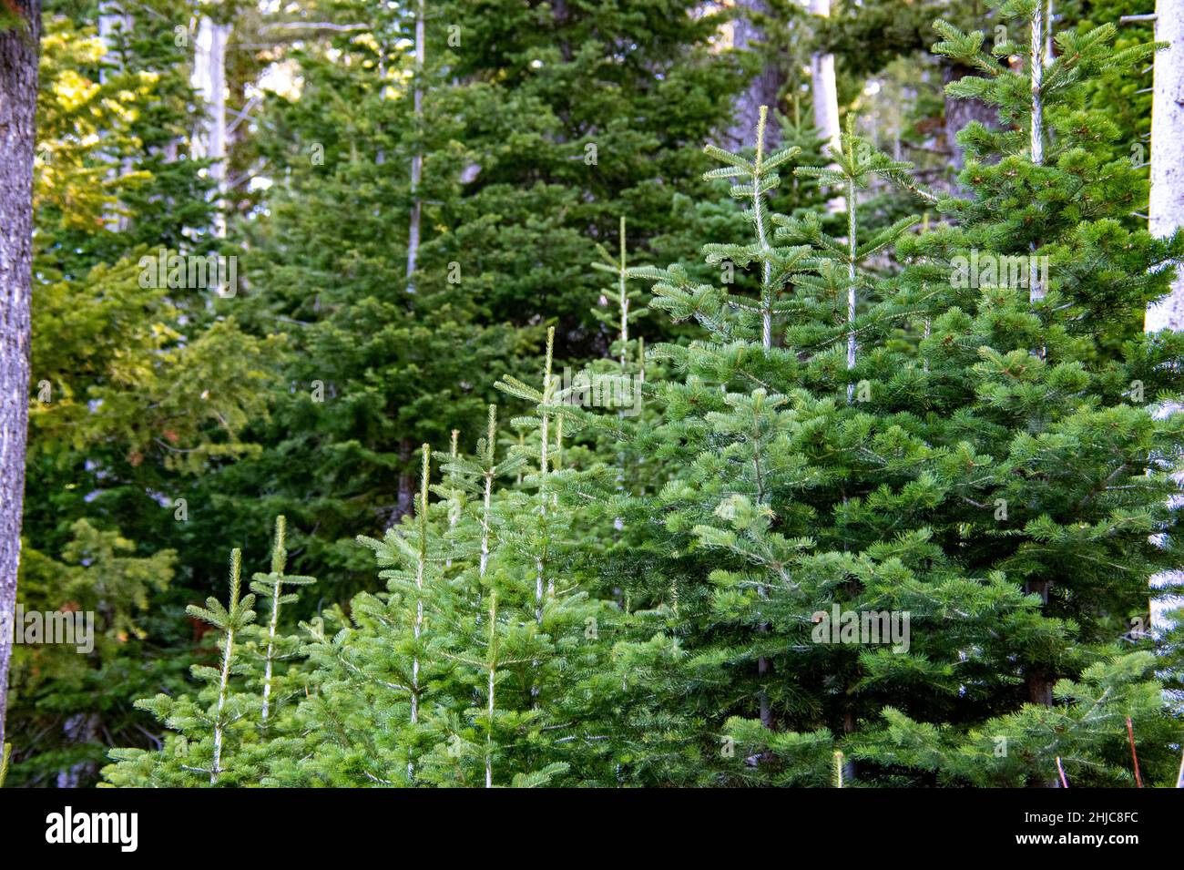 Beautiful view of a forest with pine trees and greenery in Canada Stock ...