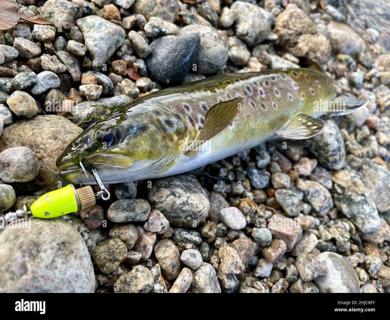 Close-up shot of a fishing nash slip stuck in a marble trout's mouth ...