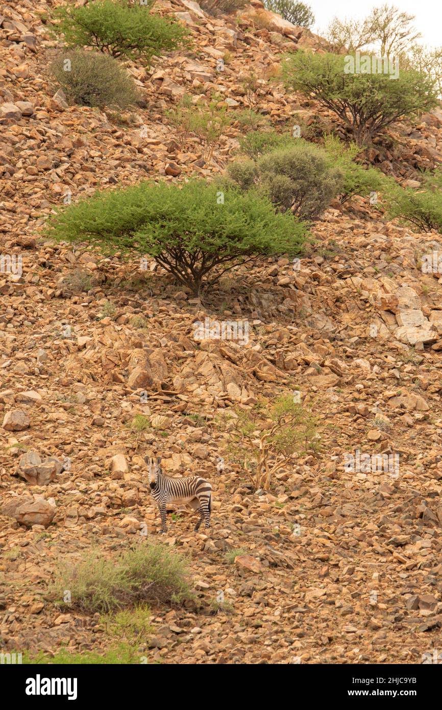 Mountain Zebra in Namibia Stock Photo - Alamy