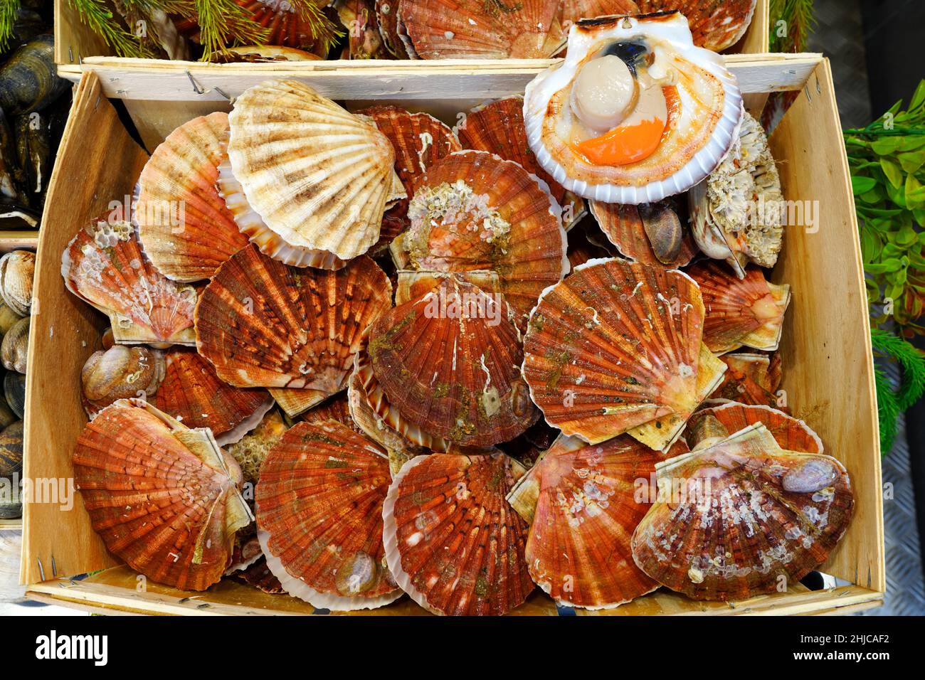 Fresh scallops with orange coral roe in the shell at a seafood market ...