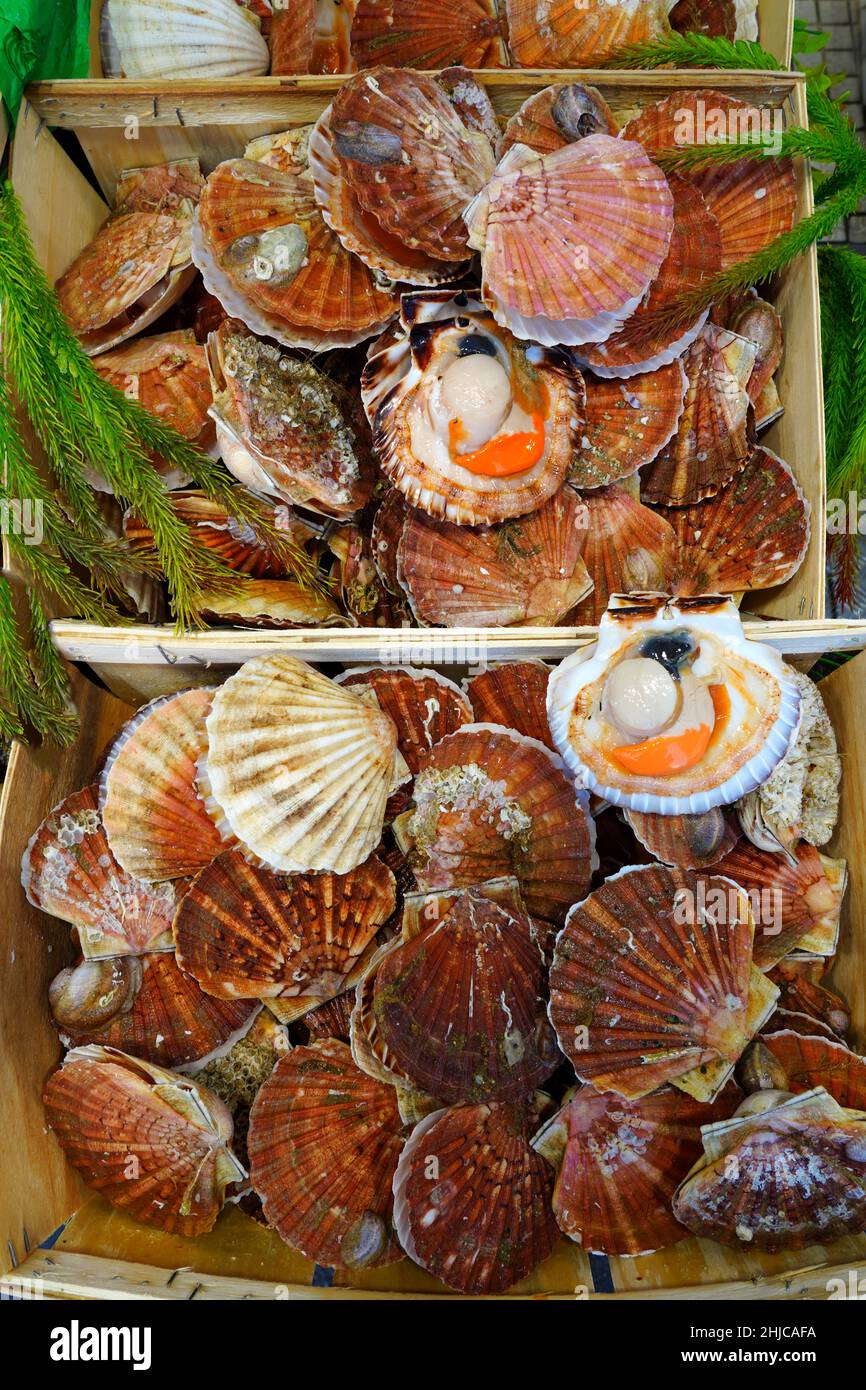 Fresh scallops with orange coral roe in the shell at a seafood market ...