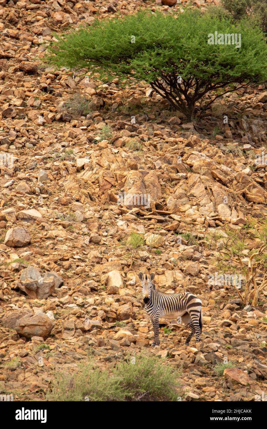 Mountain Zebra in Namibia Stock Photo - Alamy
