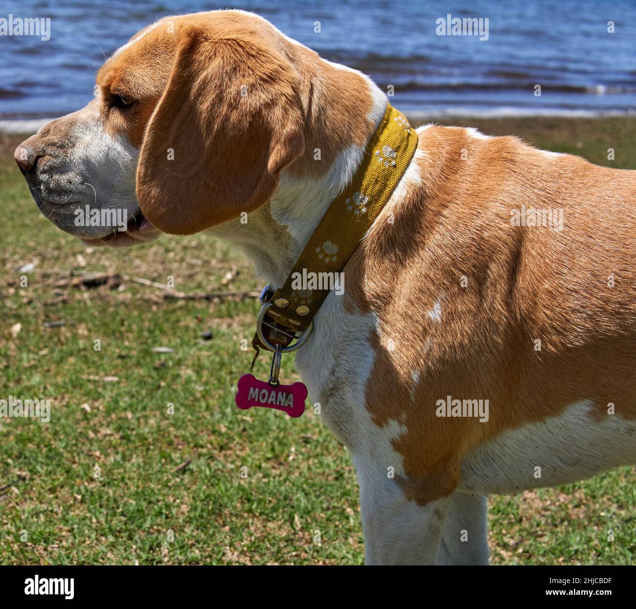 Beagle dog walking in proffile at lake in Potrero de Garay at Cordoba ...