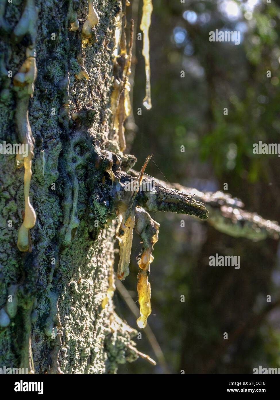 a drop of resin on a dried tree of gray color, resin flows from a ...