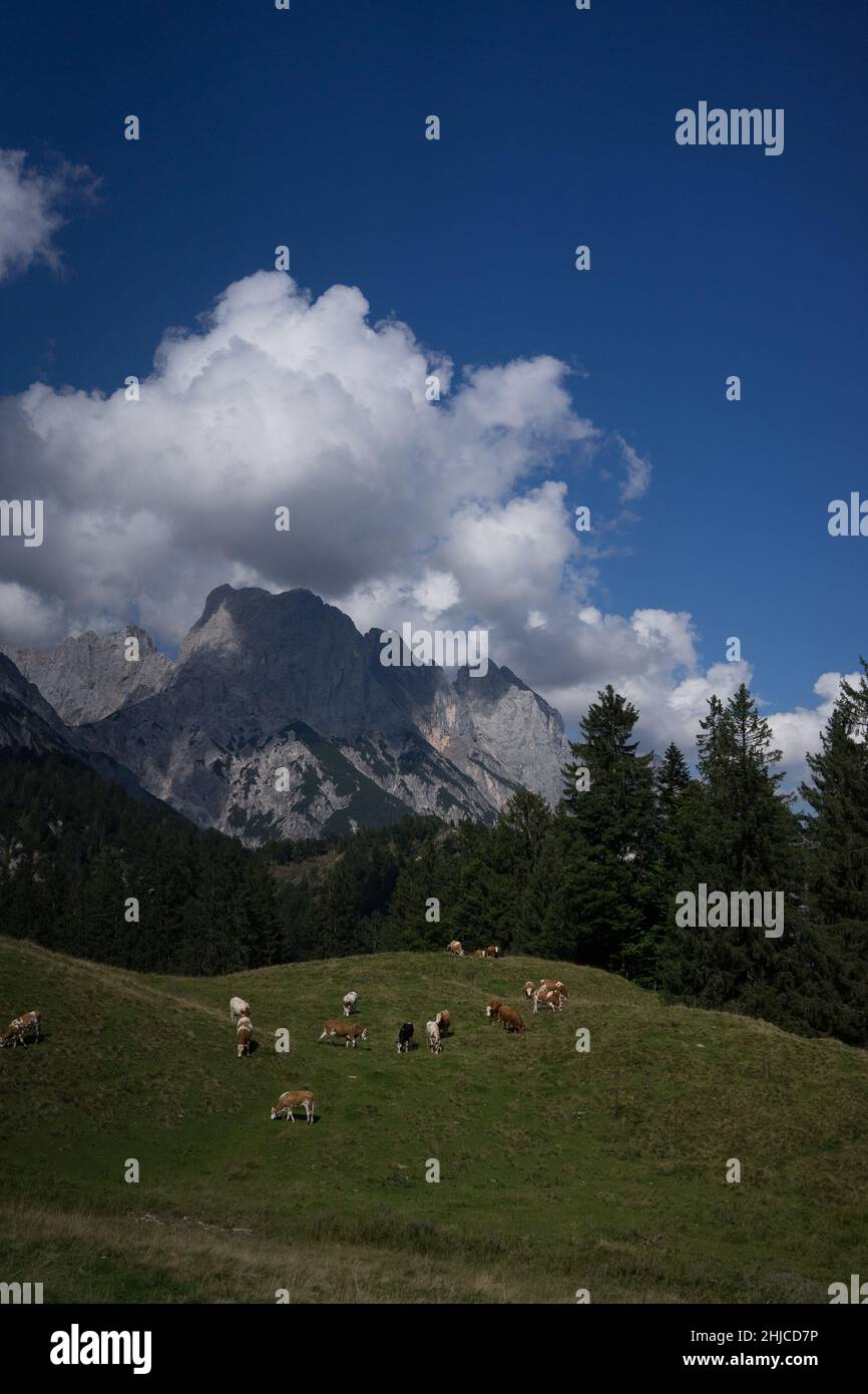 Vertical shot of a herd of cows grazing in the mountains in the ...