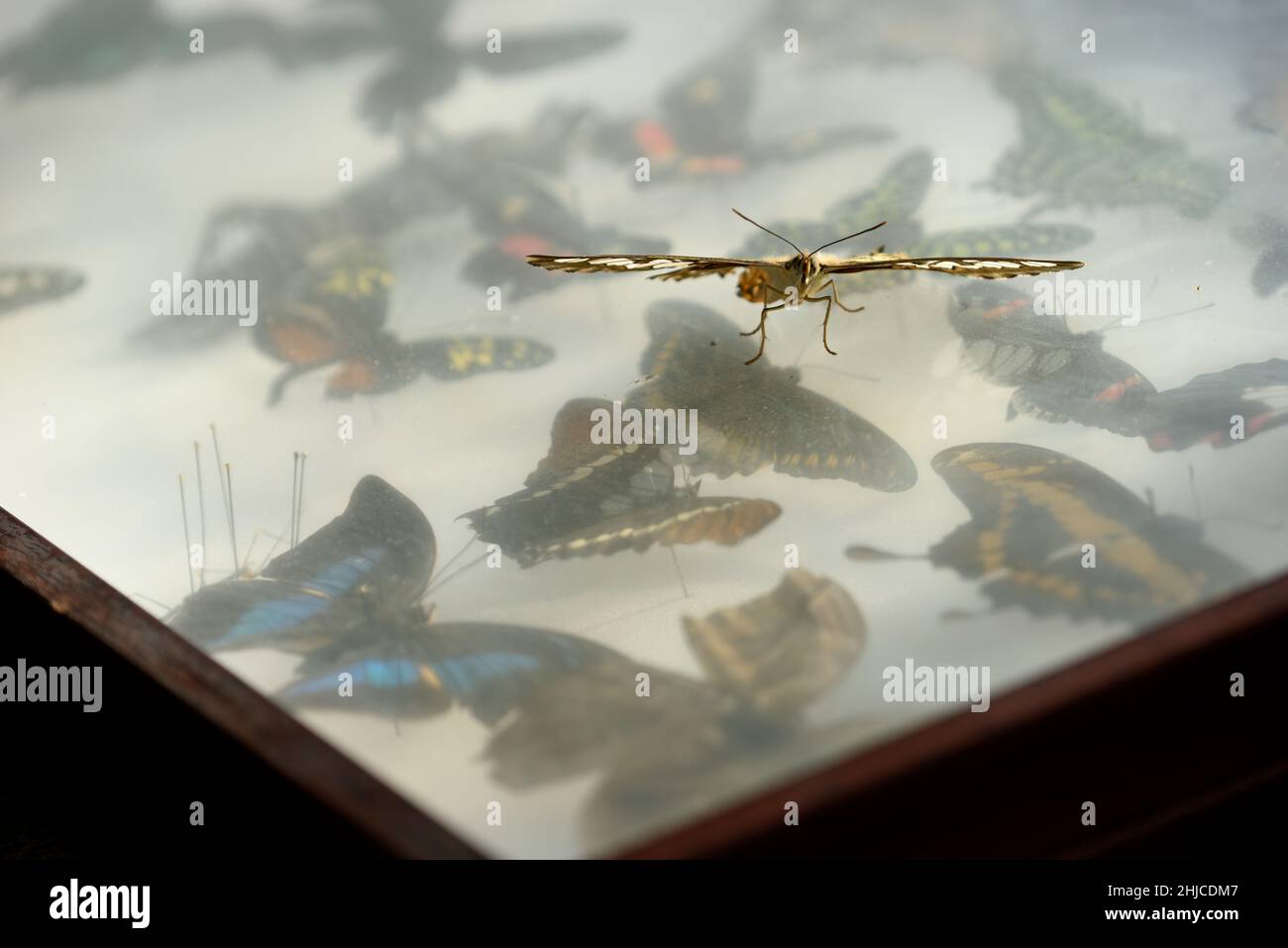 Glass showcase hi-res stock photography and images - Alamy