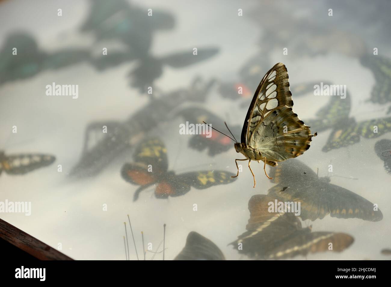 Glass showcase for dead, dried butterflies with a live butterfly ...