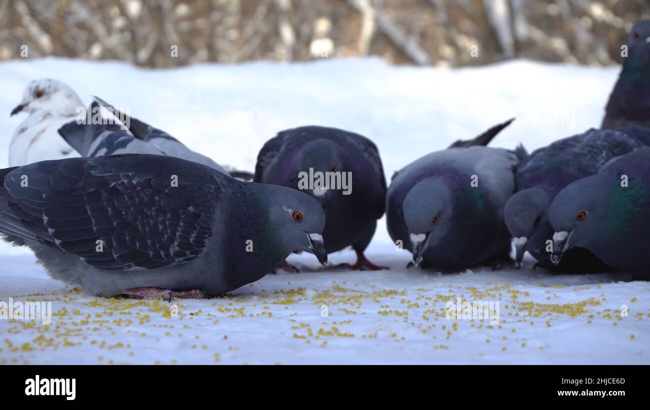 Pigeons eating grain in snow. Media. Close-up of pigeons coming to eat ...