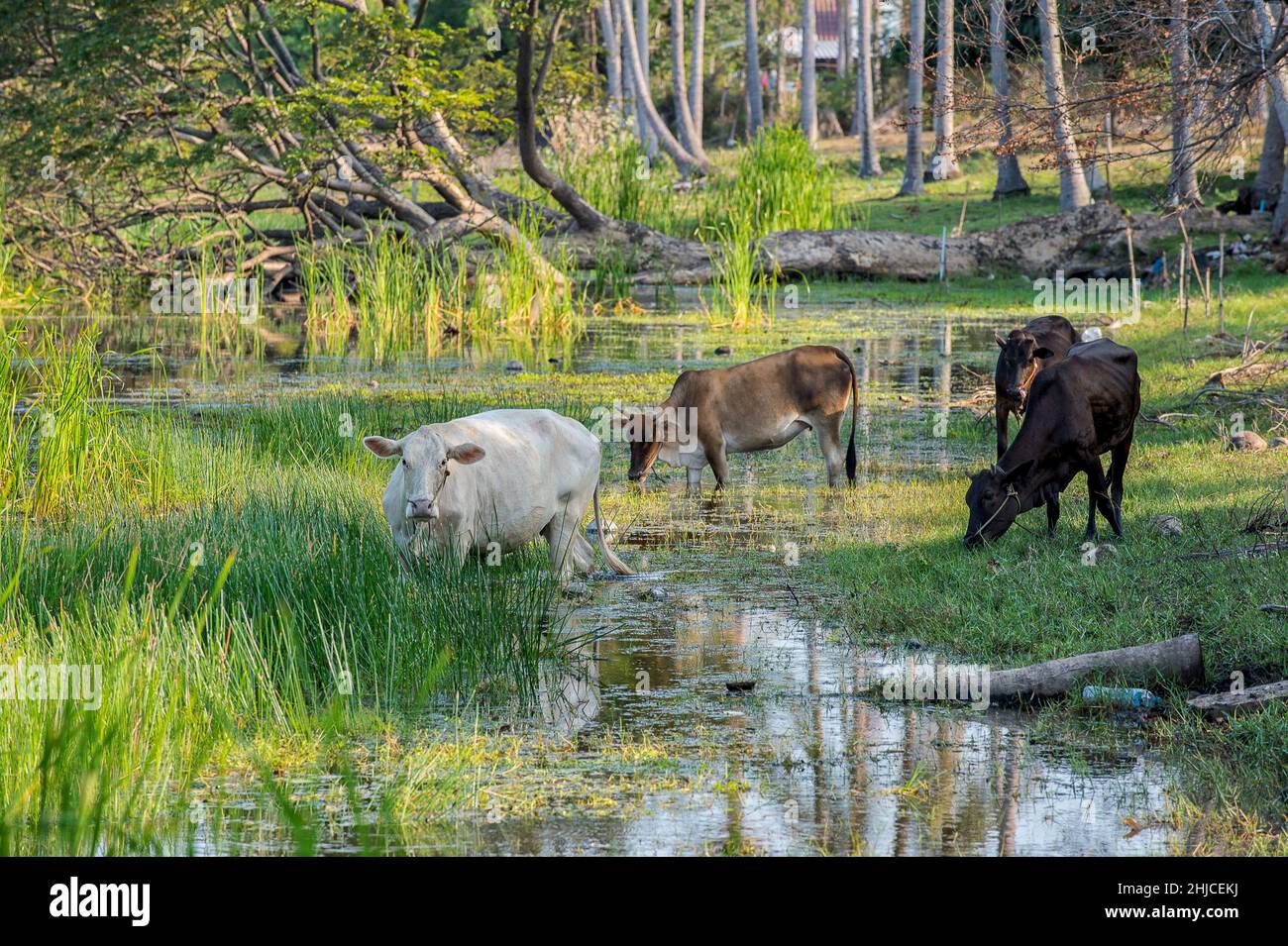 Kho-Lan cow grazing in the countryside of Prachuap Khir Khan, Thailand ...