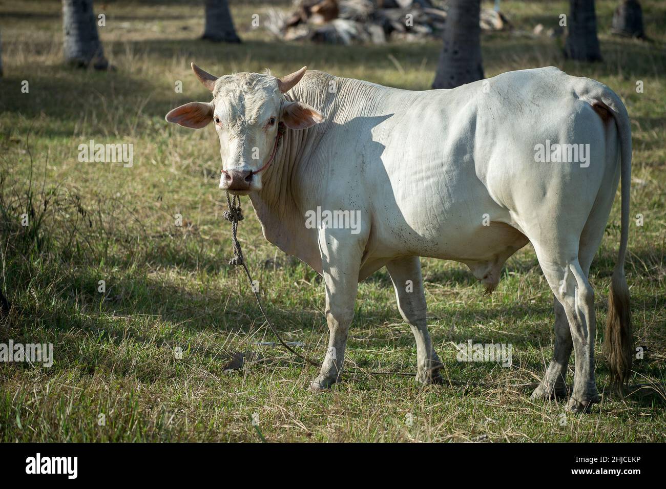 Kho-Lan cow grazing in the countryside of Prachuap Khir Khan, Thailand ...