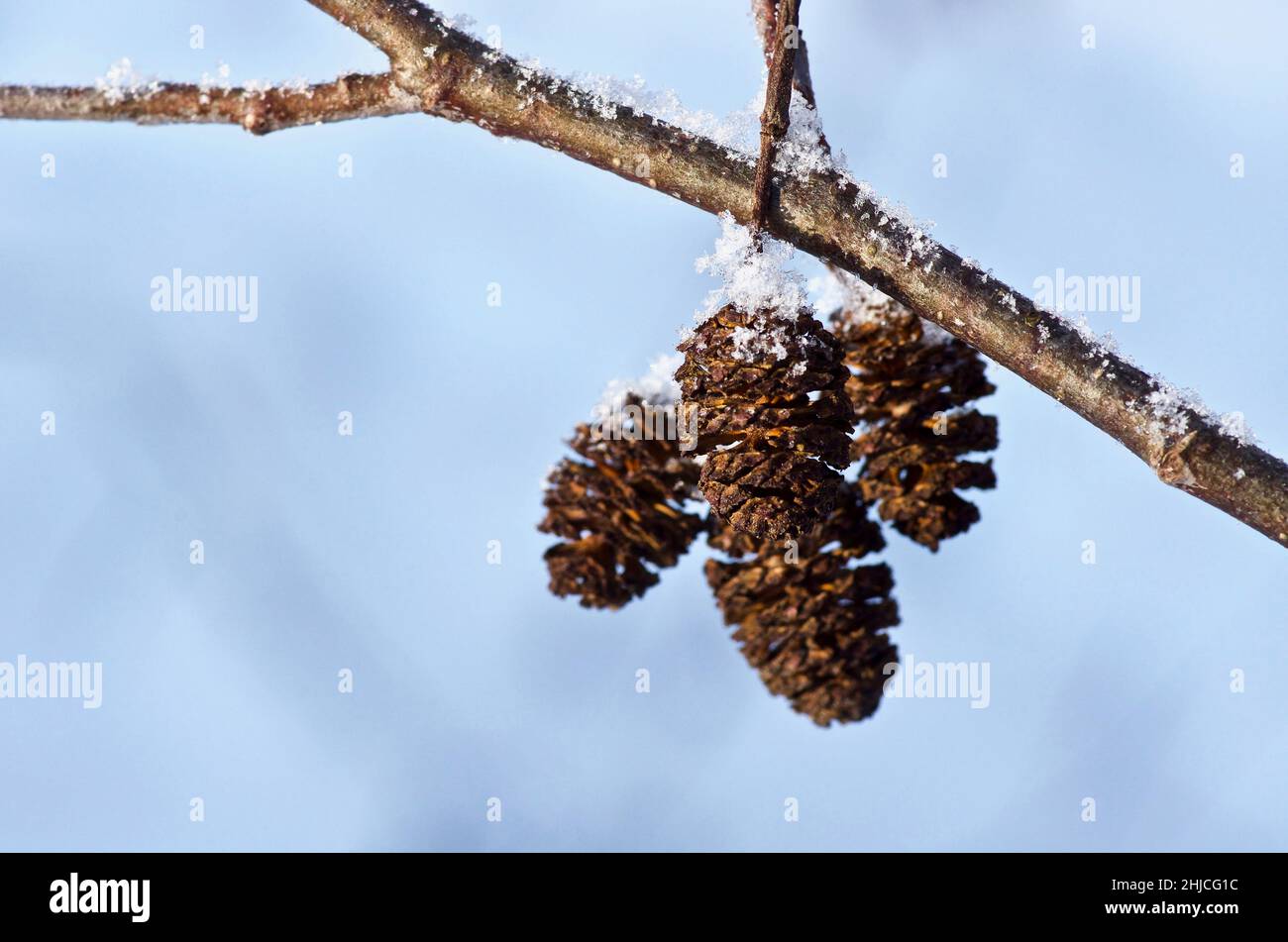 Alder twig hi-res stock photography and images - Alamy