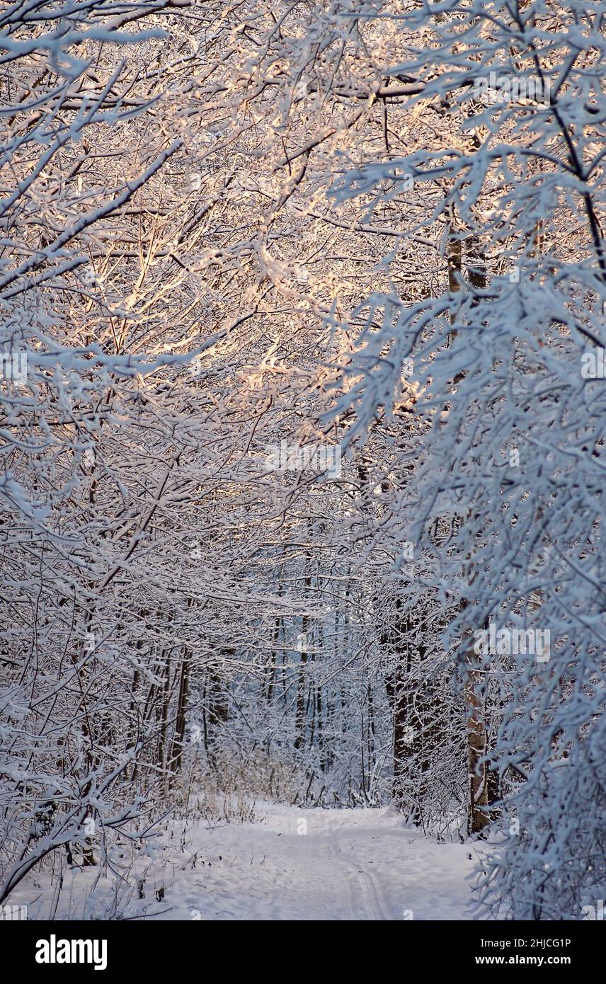 Foot path in forest with snowy trees and pale sun beam in winter Stock ...
