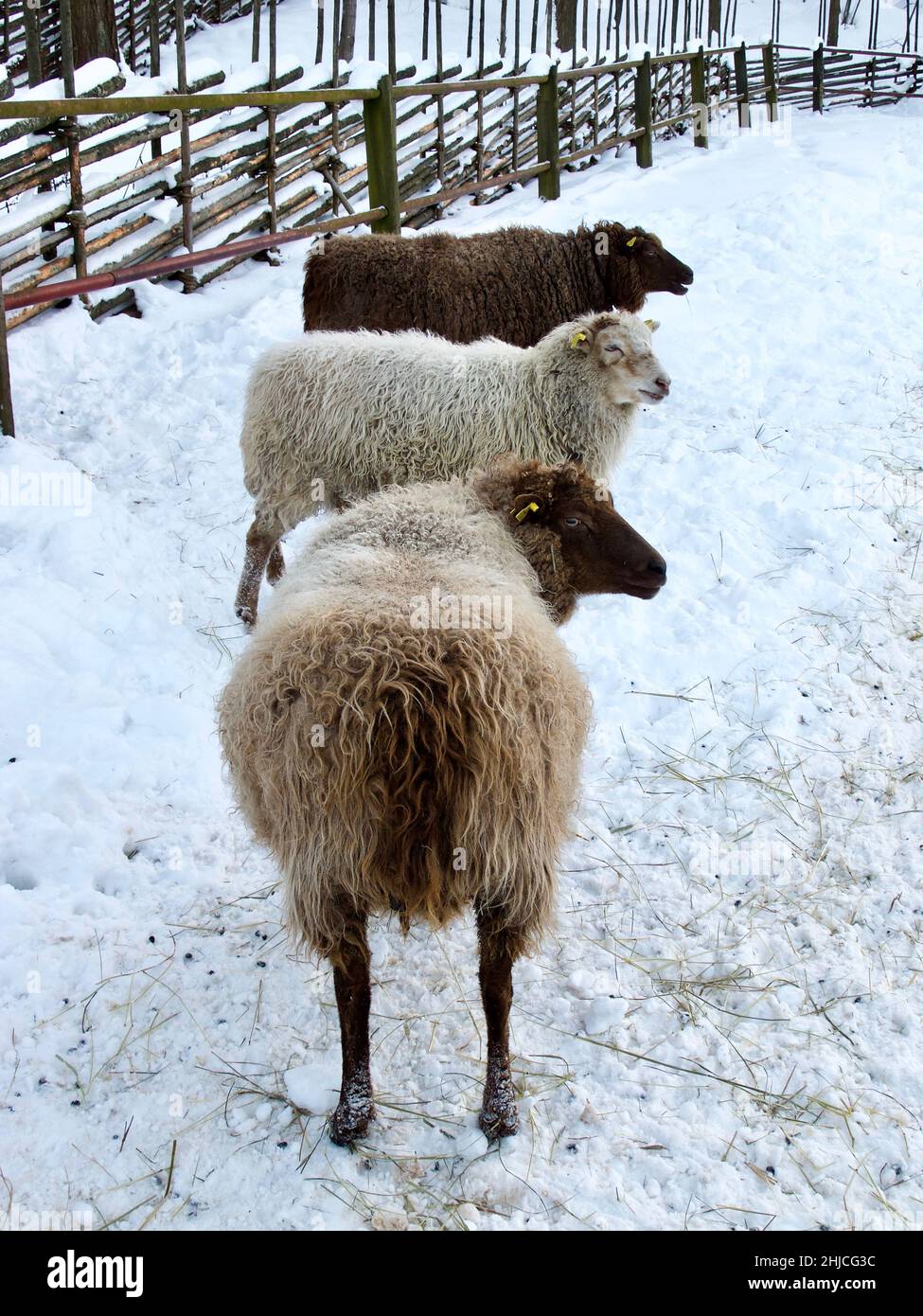 Sheep in enclosure animal farm hi-res stock photography and images - Alamy