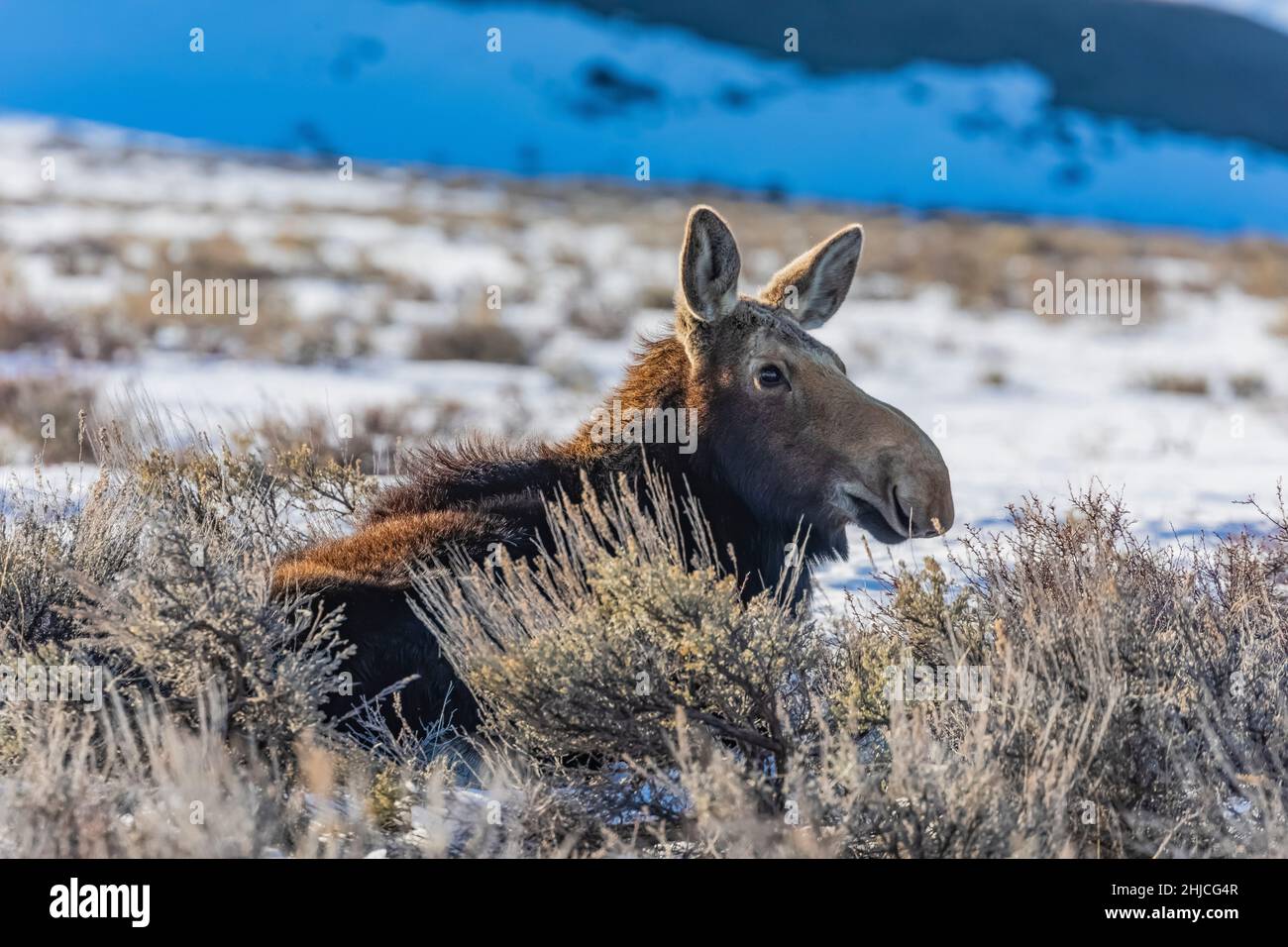 Moose, Alces alces, chewing its cud in Grand Teton National Park ...