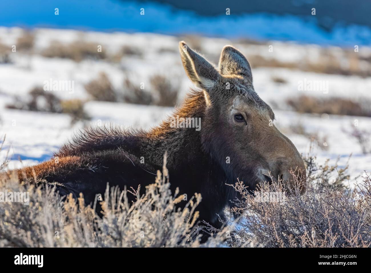 Moose, Alces alces, chewing its cud in Grand Teton National Park ...