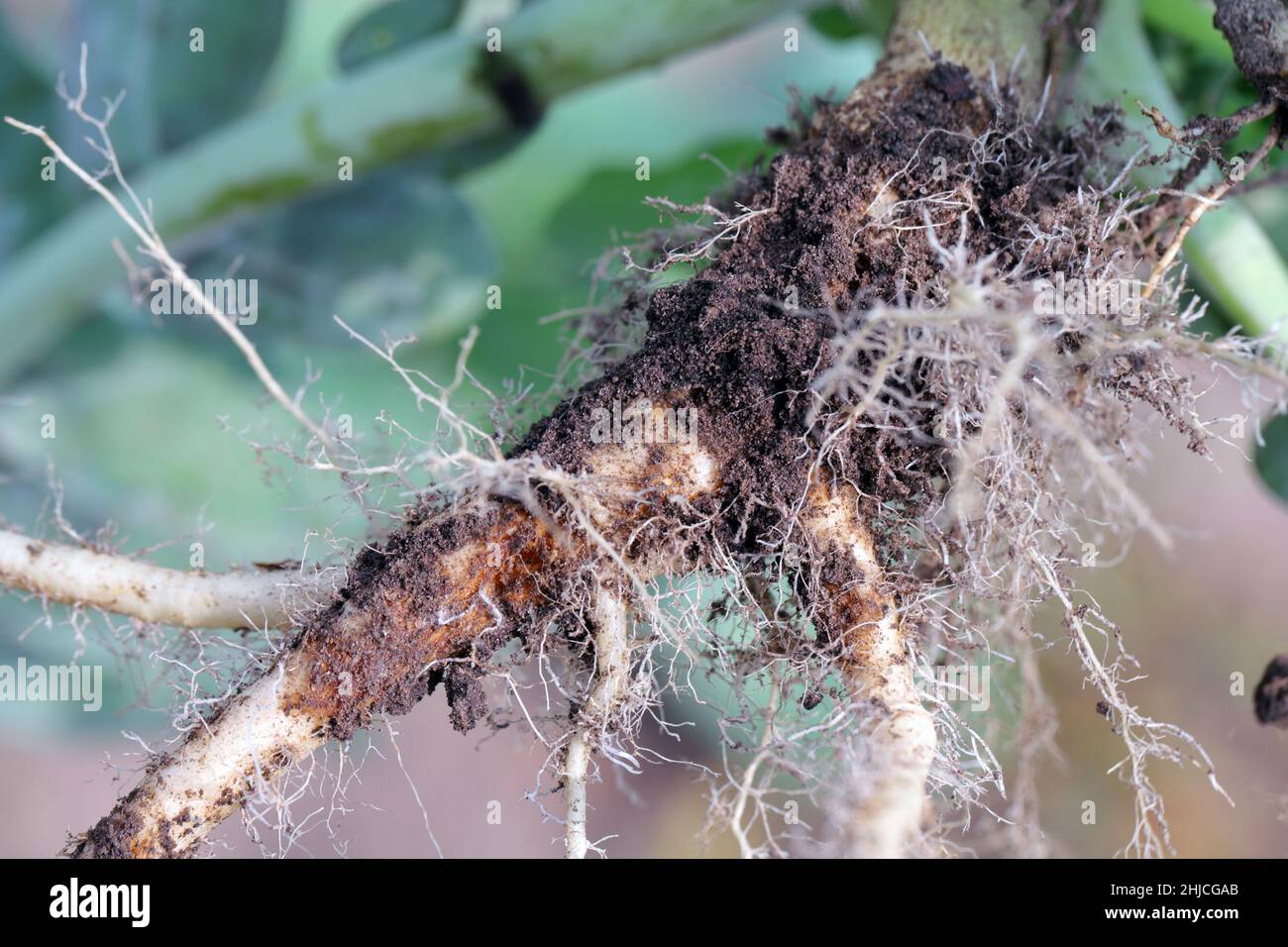 Larva of cabbage fly (also cabbage root fly, root fly or turnip fly ...