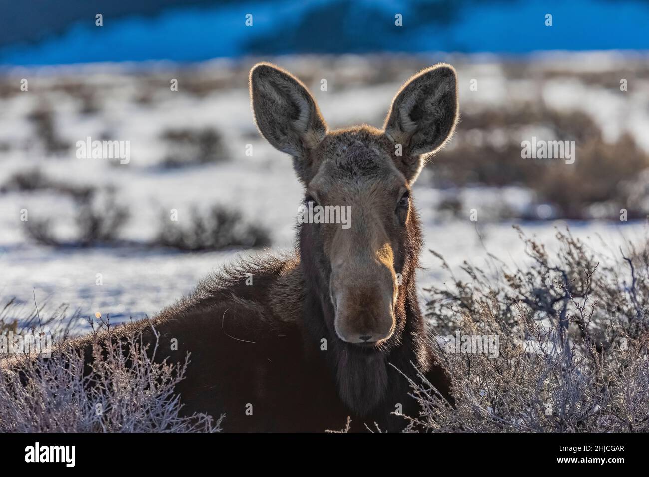 Moose, Alces alces, chewing its cud in Grand Teton National Park ...