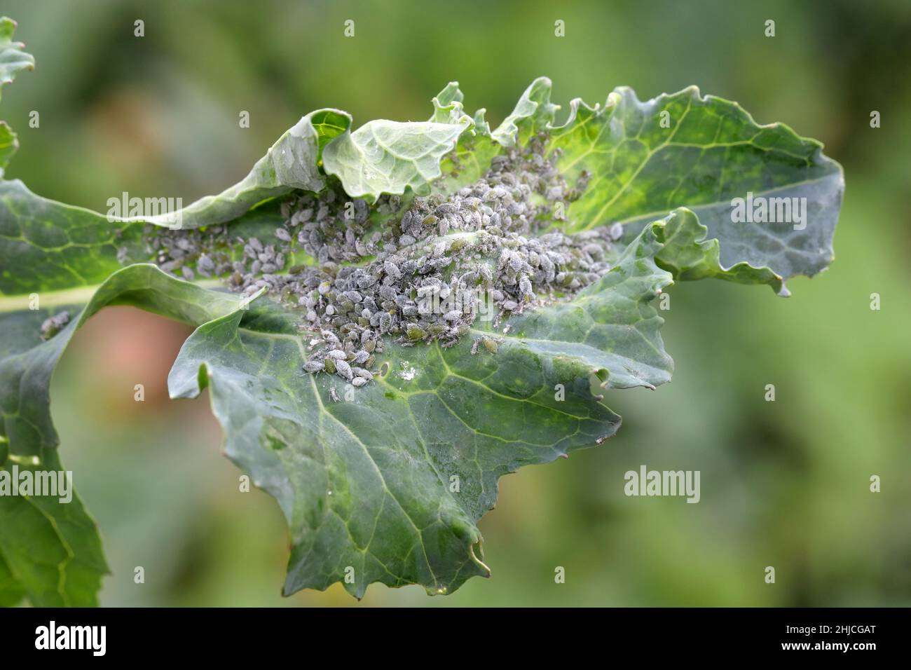 Brevicoryne brassicae, commonly known as the cabbage aphid or cabbage ...