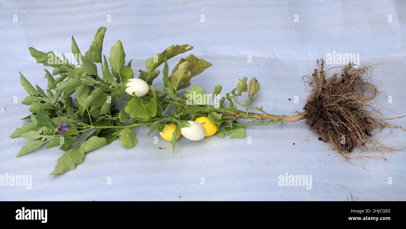 The entire eggplant plant including the root system Stock Photo - Alamy