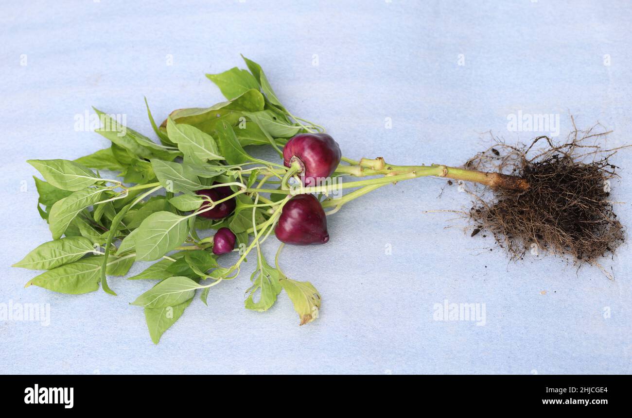 The entire bell pepper plant including the root system Stock Photo - Alamy