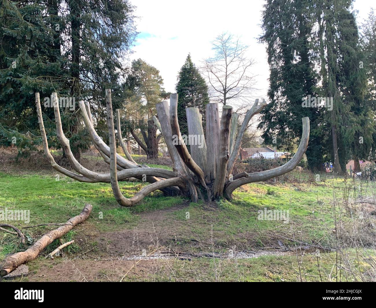 Sywell Country Park Northamptonshire UK tree stumps broke cut cutdown ...