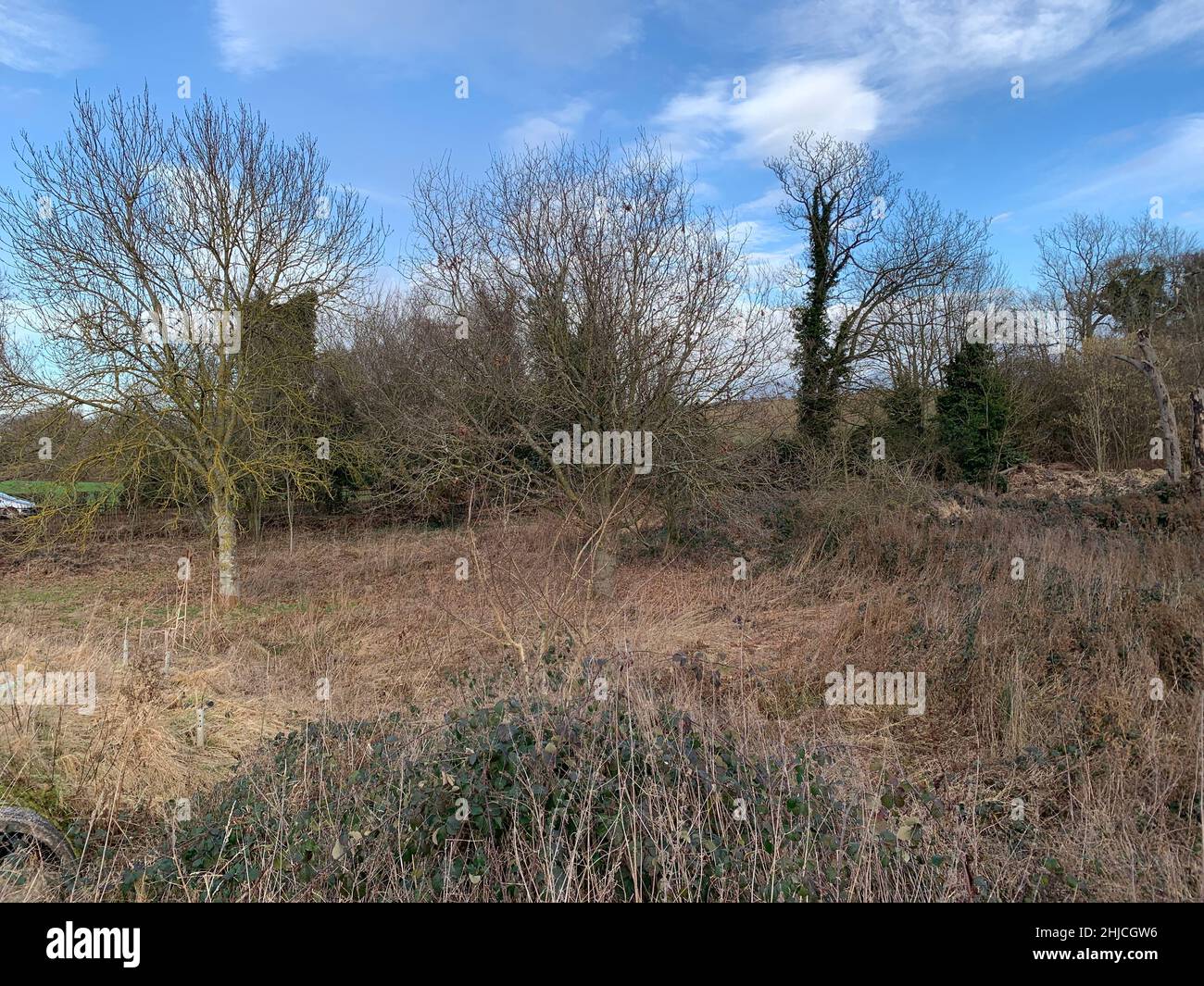 Sywell Country Park Northamptonshire UK trees wood woodland sky clouds ...