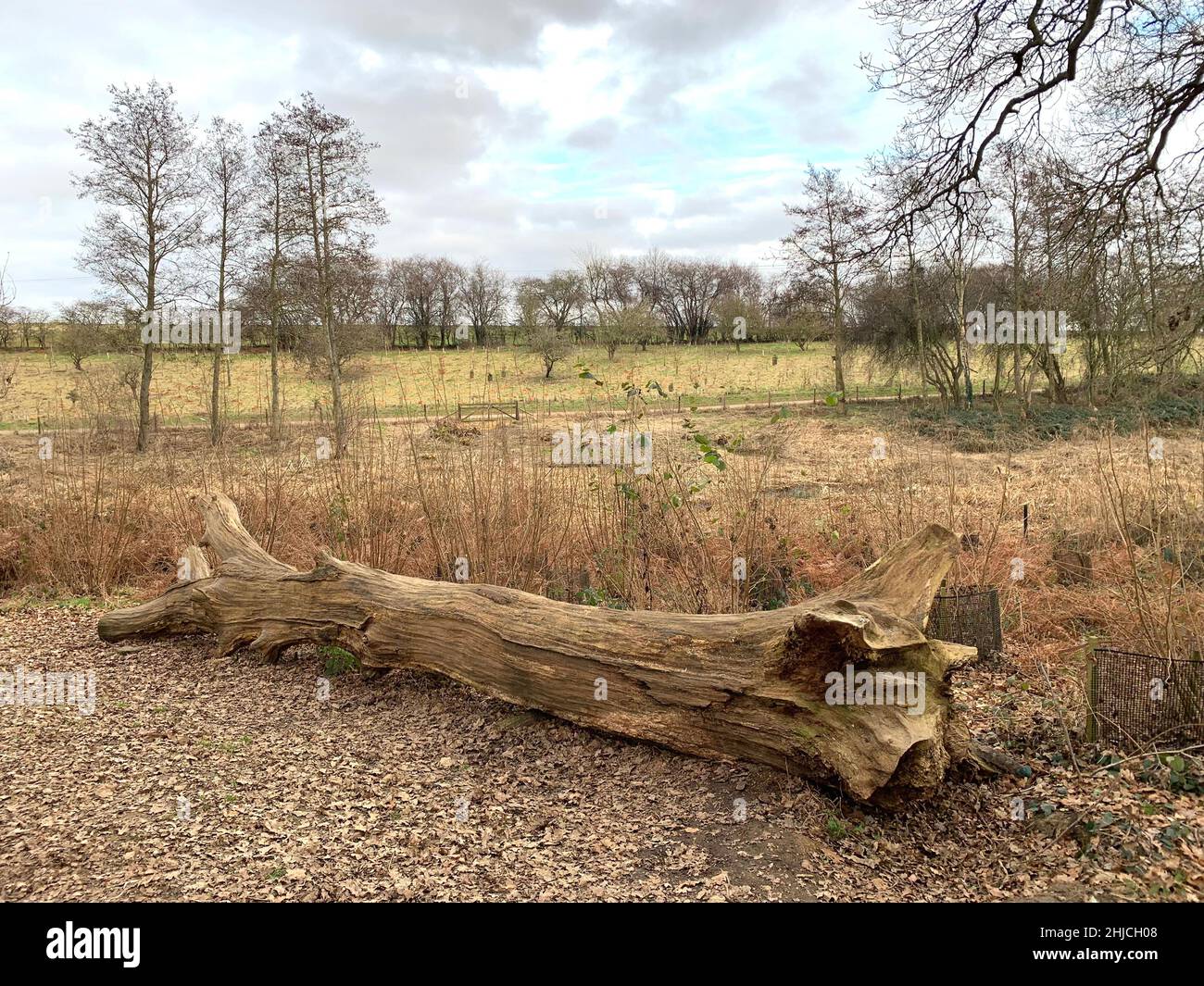 Sywell Country Park Northamptonshire UK log tree laying cut down view ...