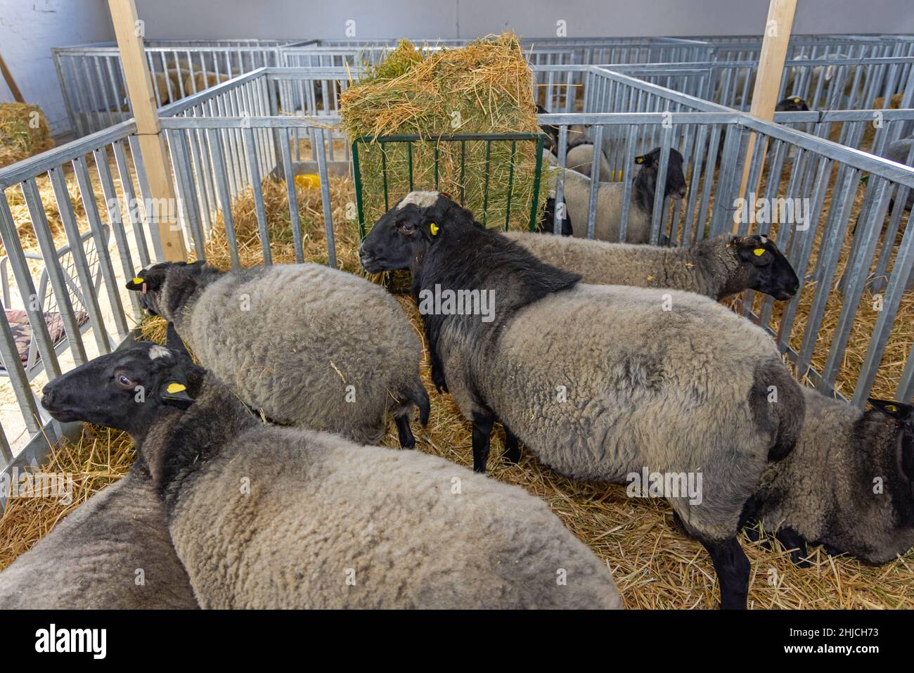 Sheep in cage animal domestic hi-res stock photography and images - Alamy