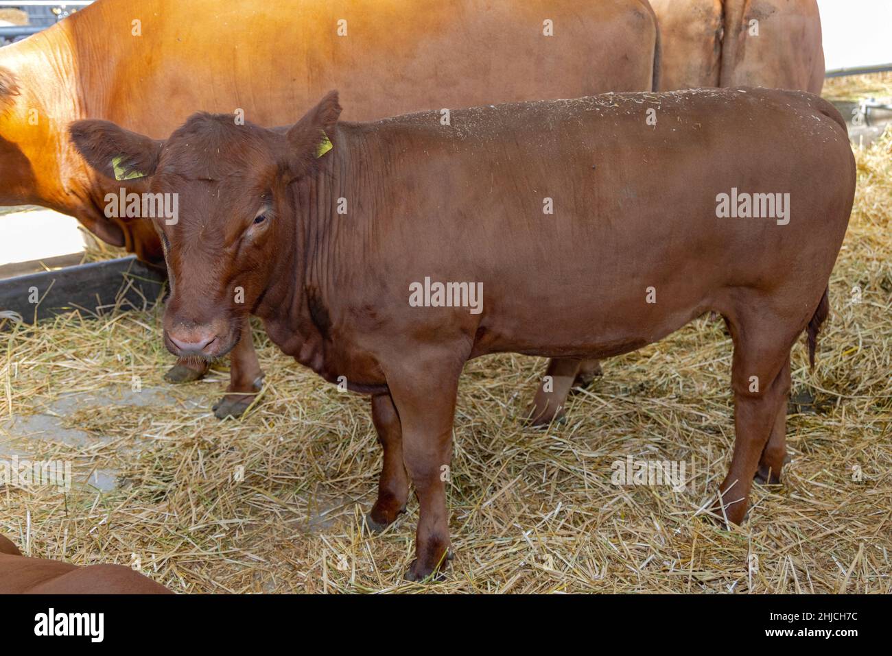 Brown Cows in Barn at Animal Farm Stock Photo - Alamy