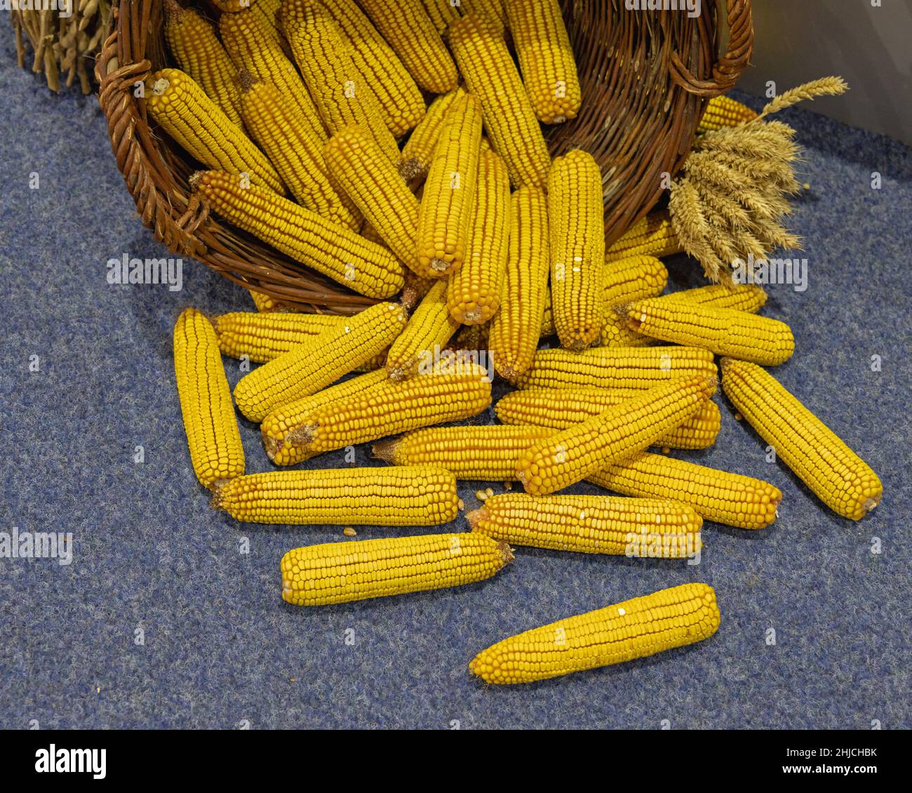 Basket for maize hi-res stock photography and images - Alamy