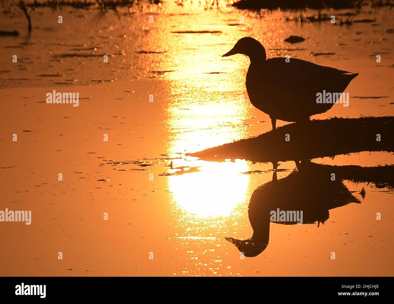 Peshawar. 28th Jan, 2022. Photo taken on Jan. 28, 2022 shows silhouette ...