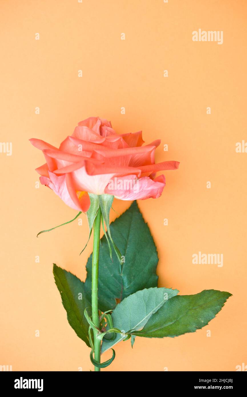salmon color rose Stock Photo - Alamy