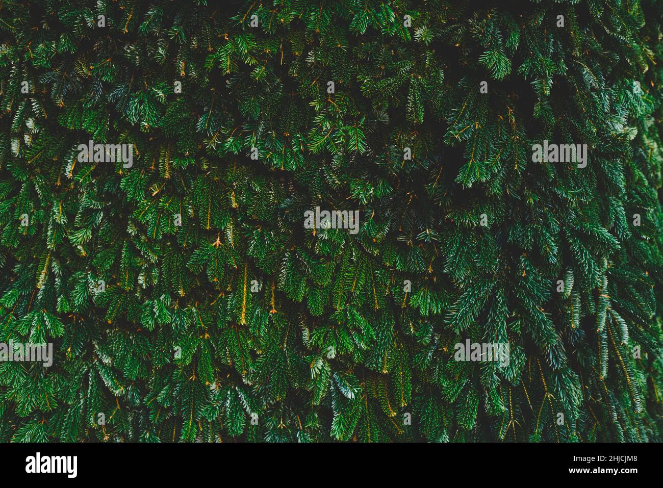 Green spiky coniferous tree branches Stock Photo - Alamy