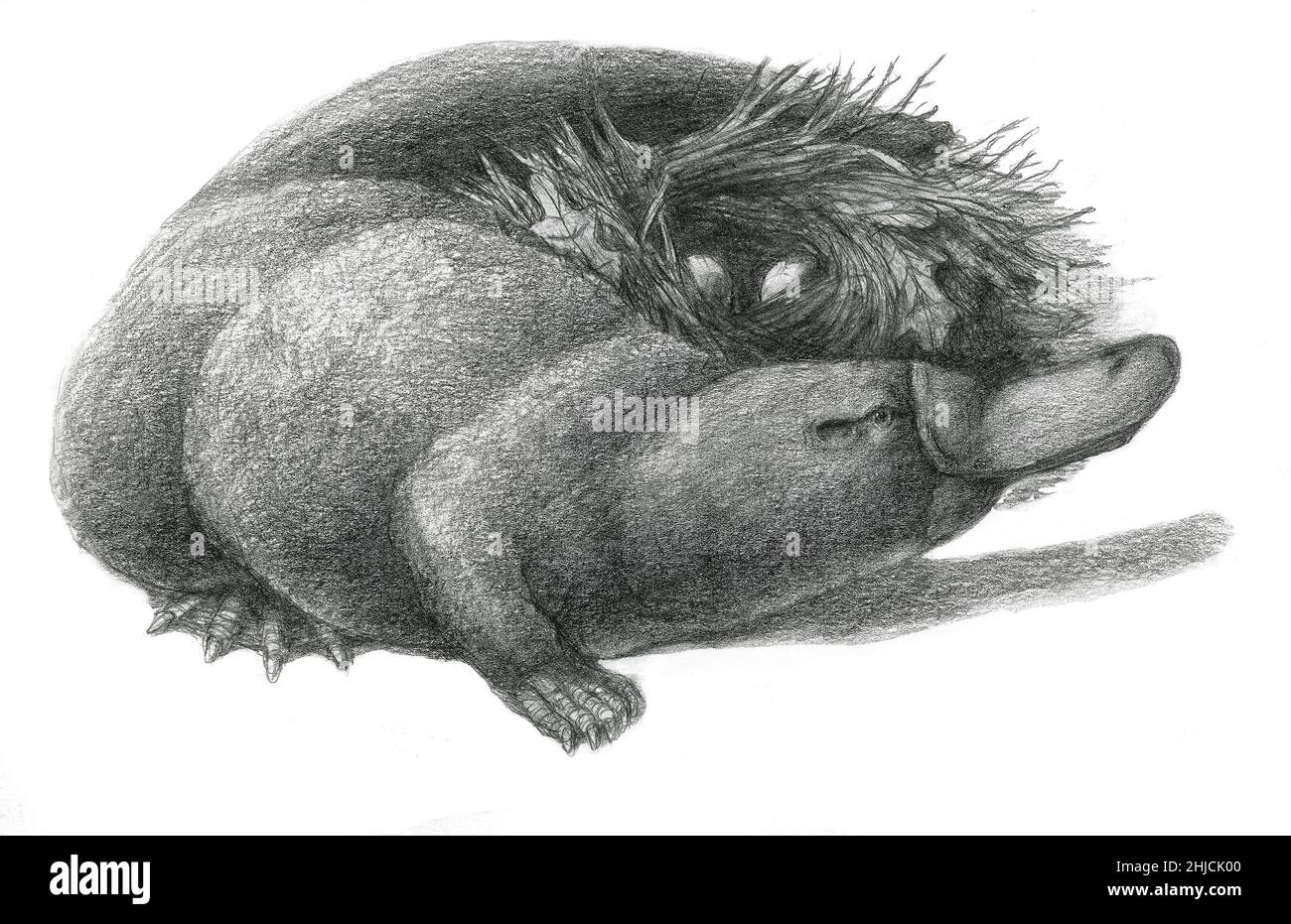 Platypus spur hi-res stock photography and images - Alamy