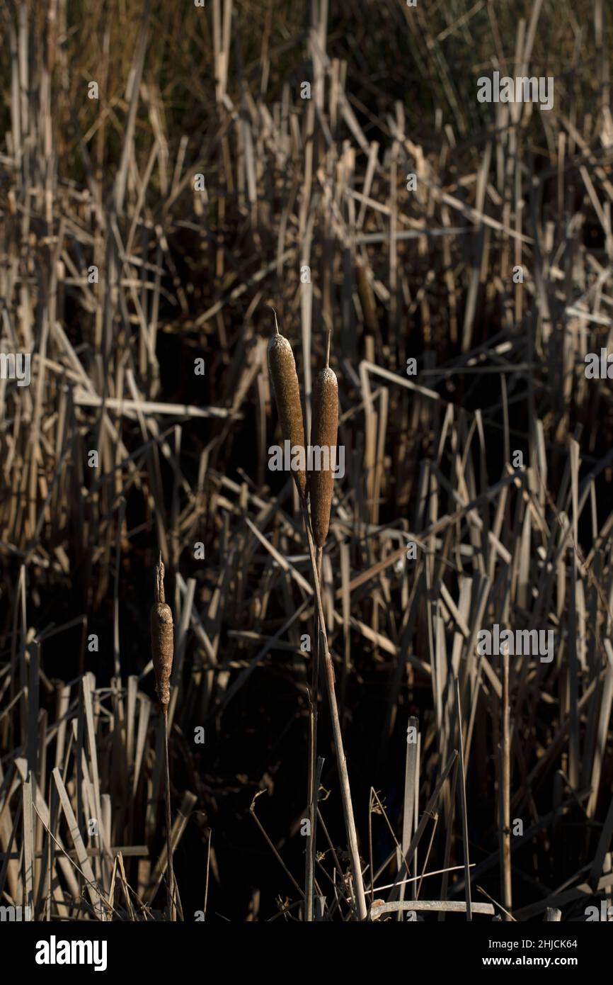Long river reed grass hi-res stock photography and images - Alamy