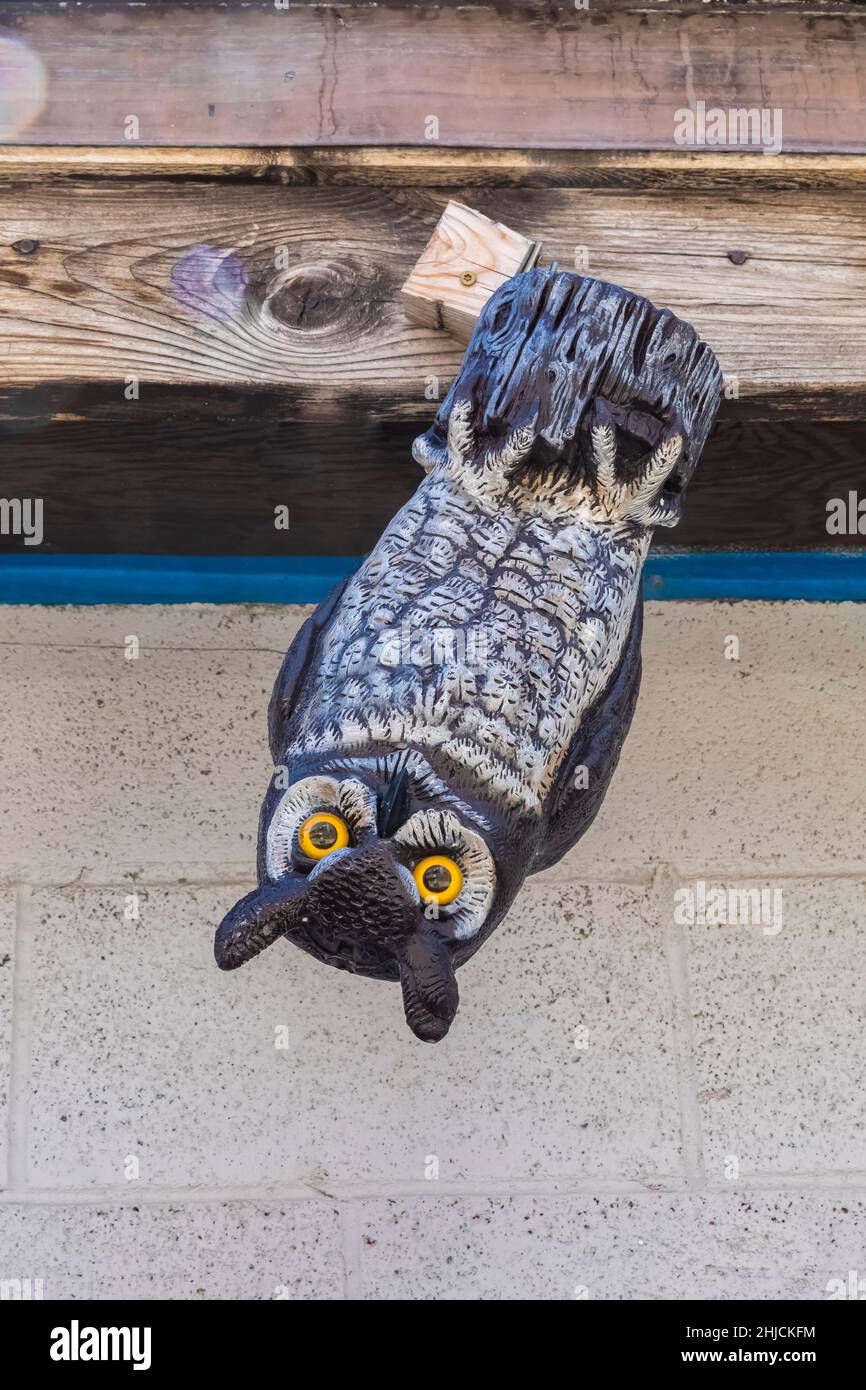 A deterrent owl flipped upside down in an alley in Jackson, near Grand ...