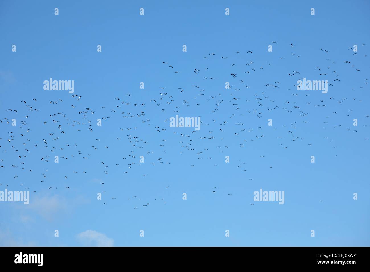 Birds native environment hi-res stock photography and images - Alamy