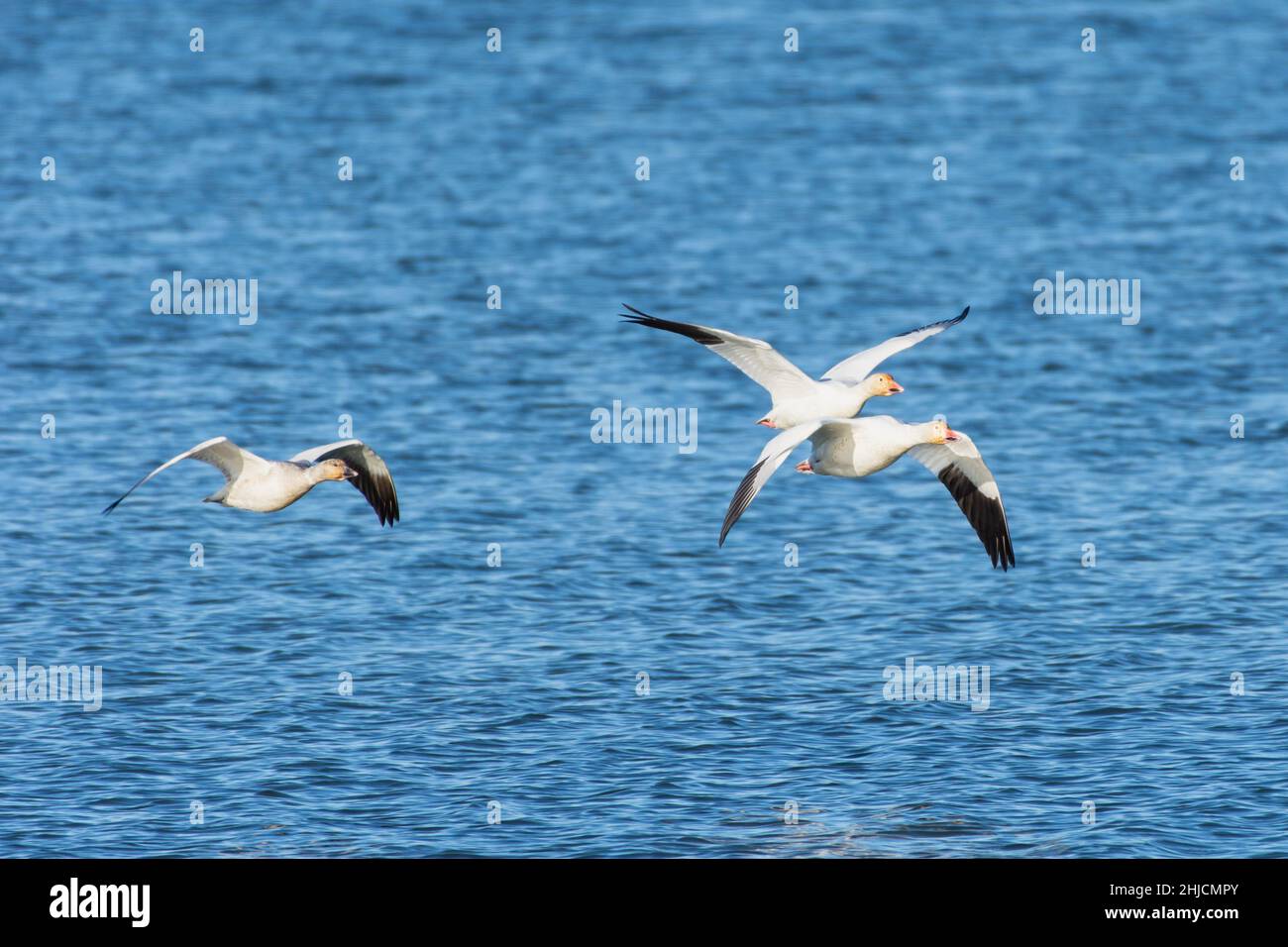 Snow goose (Anser caerulescens) flying through the blue sky in Canada ...