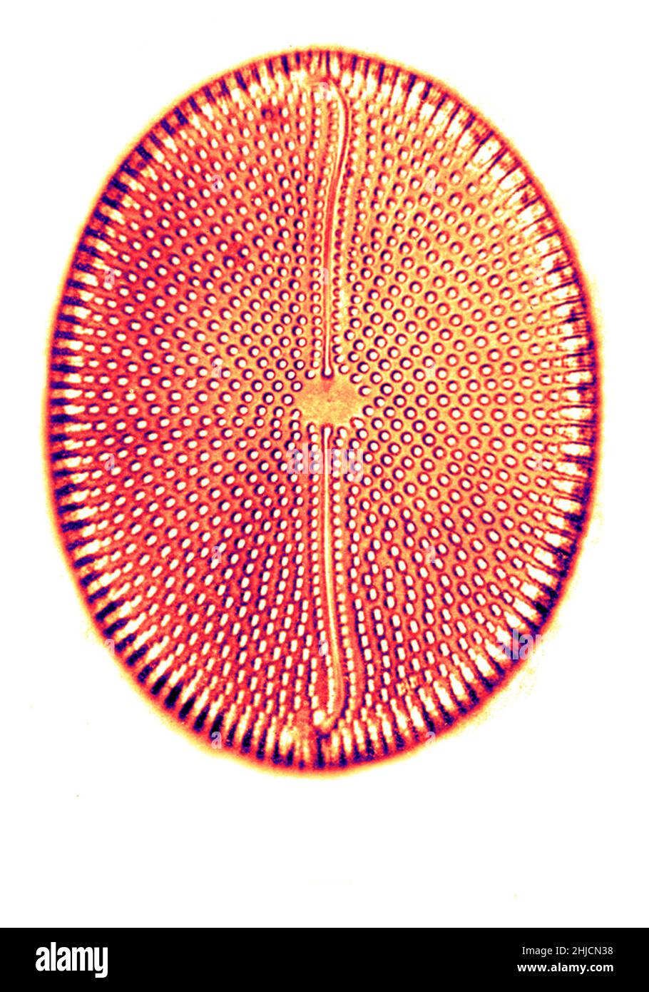 Diatom, from Bori, Hungary. Magnification: 1000x. Photomicrograph made ...