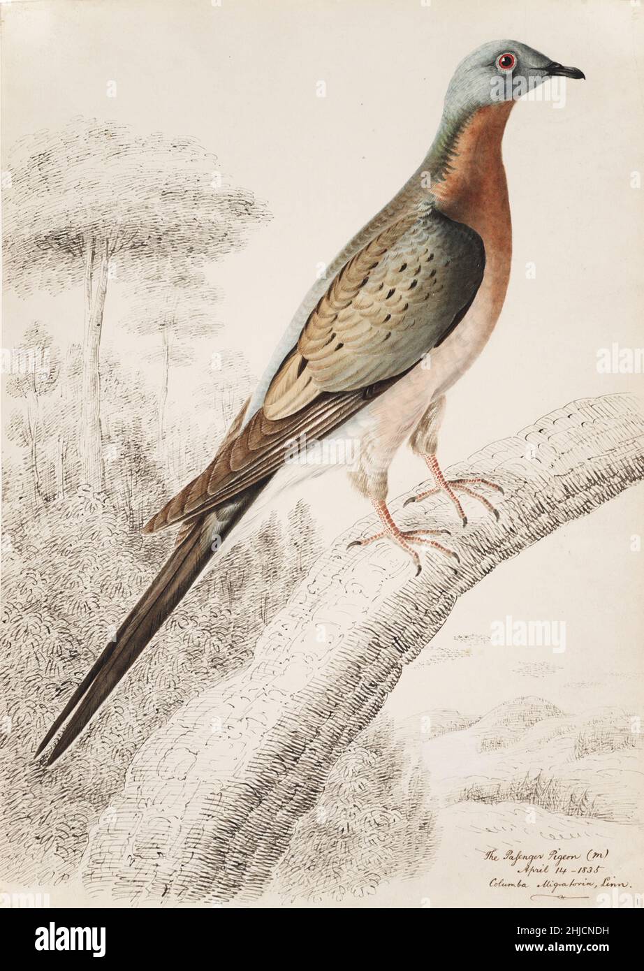 A male passenger pigeon drawn by William Pope (1811-1902), English ...
